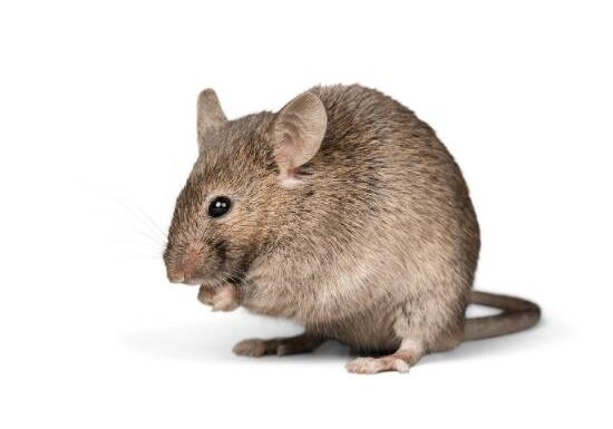 Maximum Pest & Fertilization - Complete pest control for your home ...